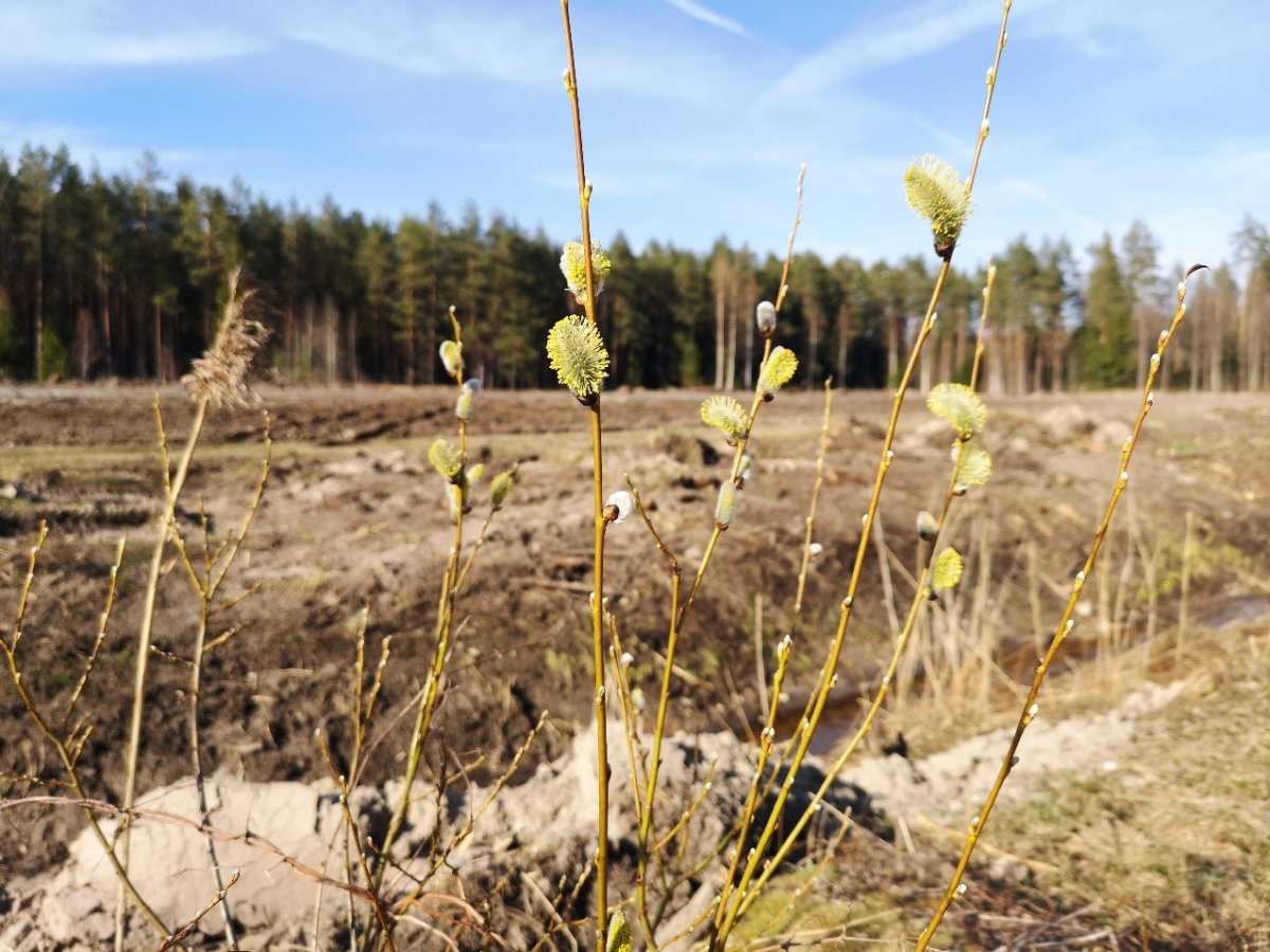 The flora and natural beauty of Estonia – Walking without a donkey