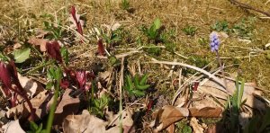 The flora and natural beauty of Estonia – Walking without a donkey