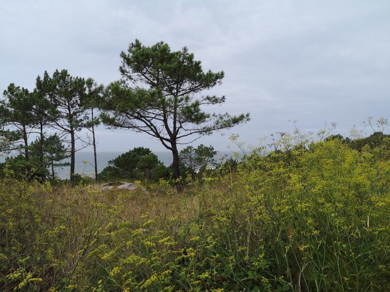 Viana do Castelo to La Guarda: Camino Portuguese – Walking without a donkey