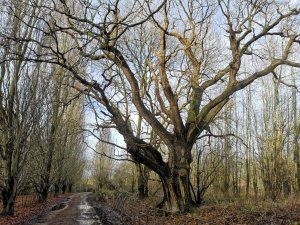 Yalding – Walking without a donkey