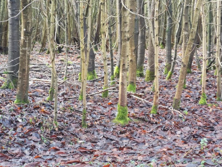 Yalding – Walking without a donkey