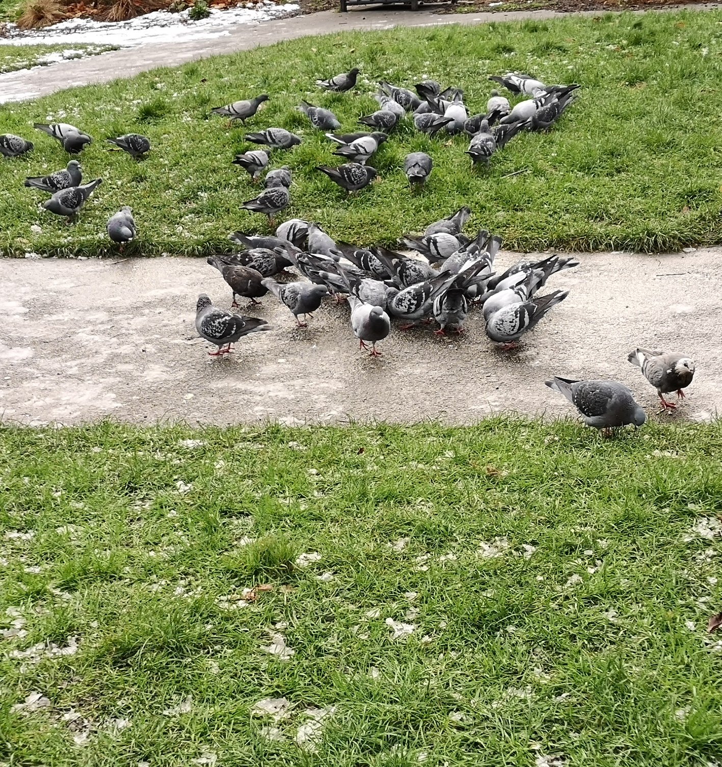 Lost Species Day 2021 – Passenger Pigeon – Walking without a donkey